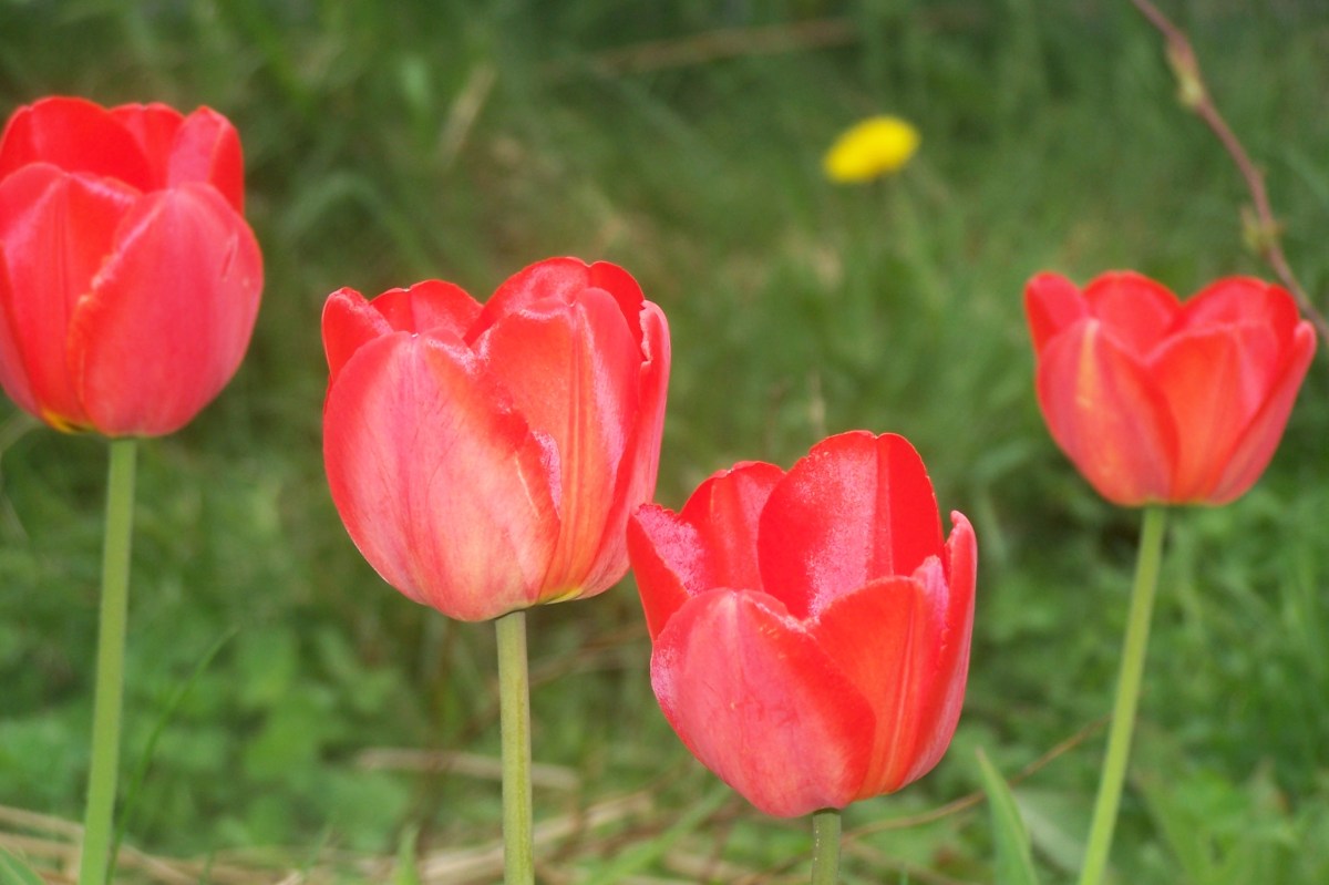 About Gail Faith Edwards – Way of the Wild Heart