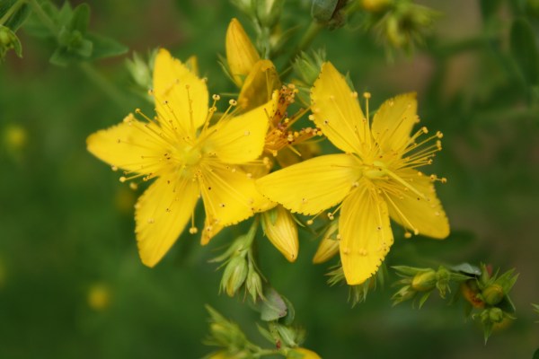 Benedicaria – The Blessing Way of Southern Italian Folk Medicine, Part ...