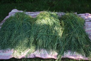 Oatstraw Avena sativa – Way of the Wild Heart