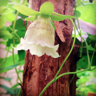 THE MEDICINAL USE, PREPARATION AND APPLICATION OF BALTIC AMBER – Gail ...